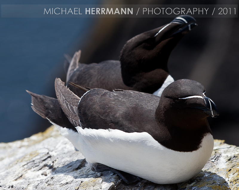 Landscape Photography in Kerry, Ireland: Skellig Birds, part five.