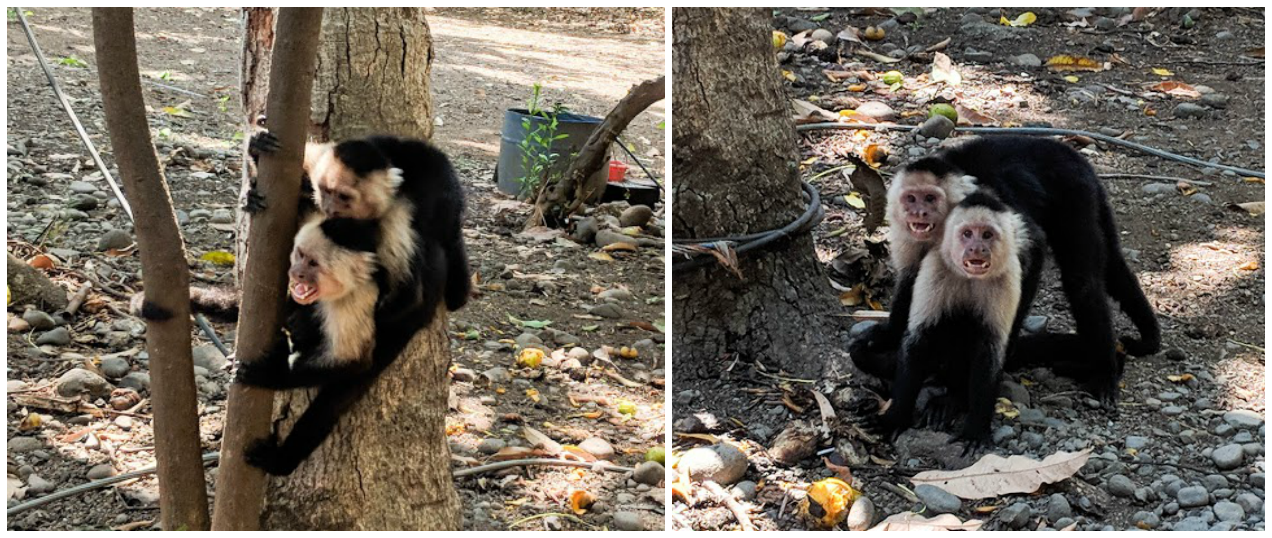 love, elizabethany: visiting a monkey house in costa rica