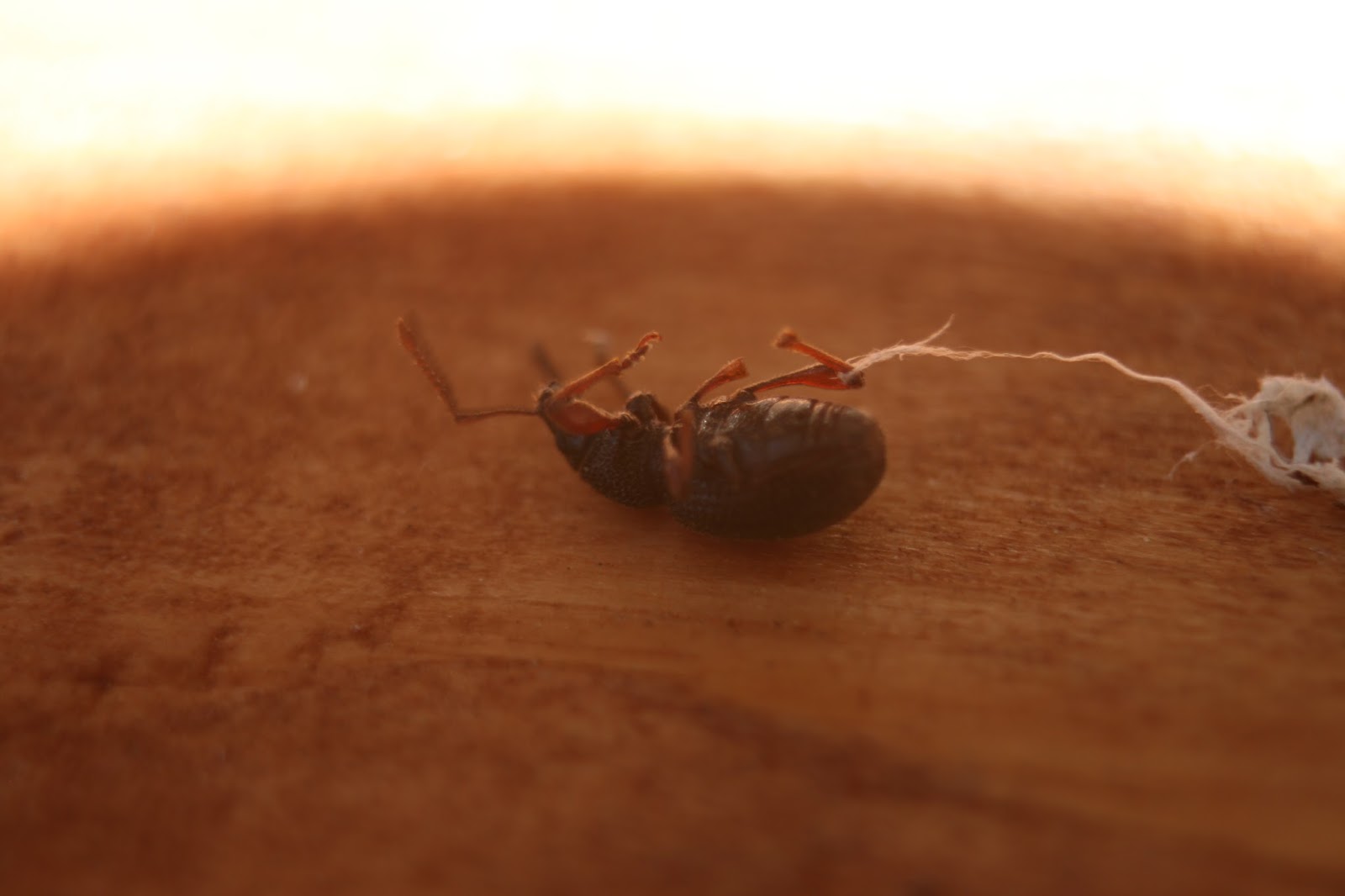 Natuurfotografie-Anita's-Art: Trilspin ( Pholcus Phalangioides) oftewel ...