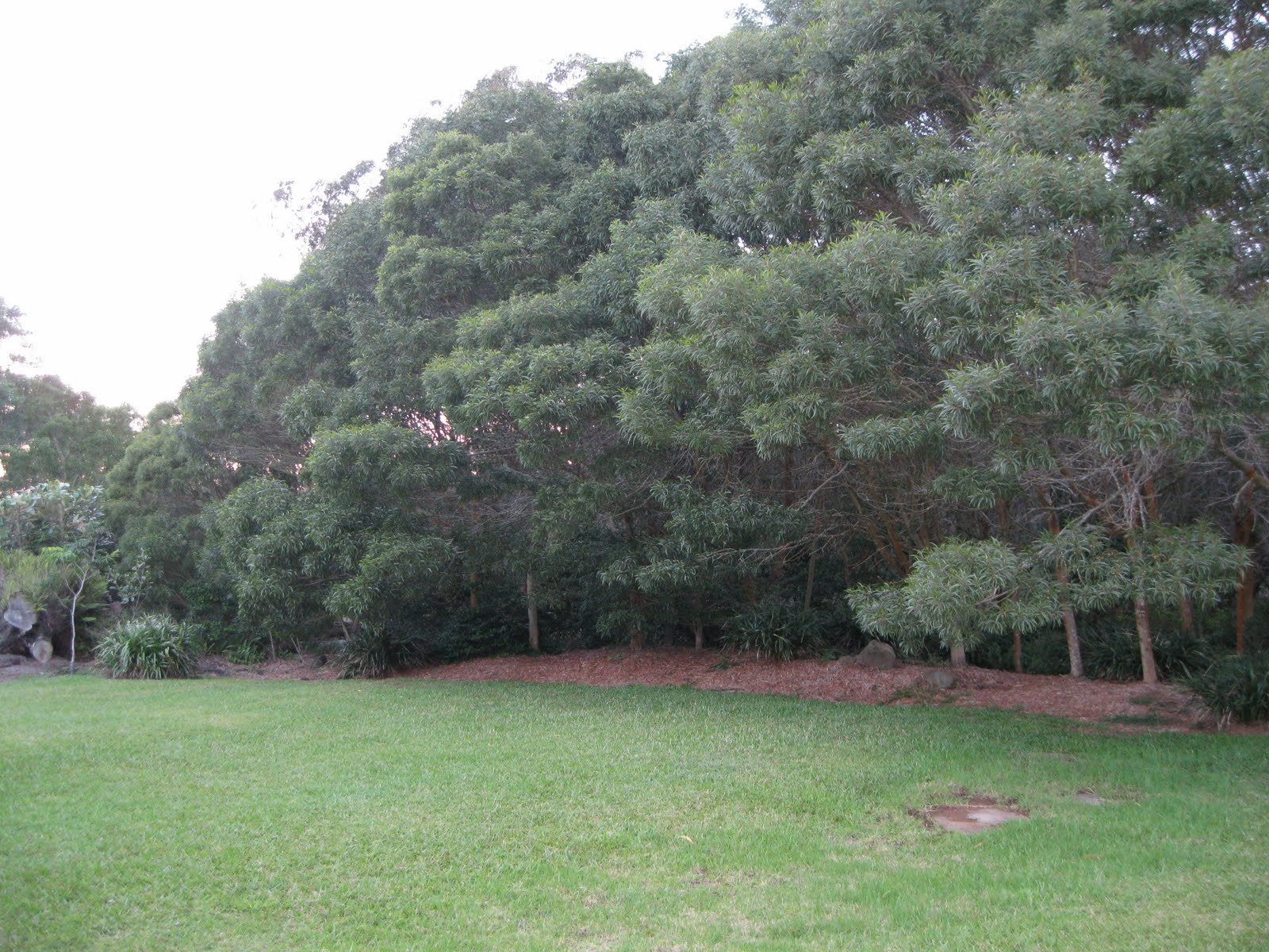 Uluhou 'O Hakalau: Na Koai'a