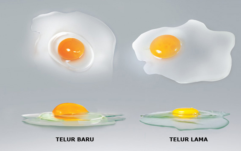 proses kerusakan kualitas telur unggas - Elinotes - Review By Eli Setiawan