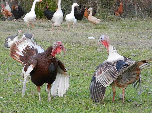 Jifunze Kilimo: Ufugaji Bora wa Bata Mzinga