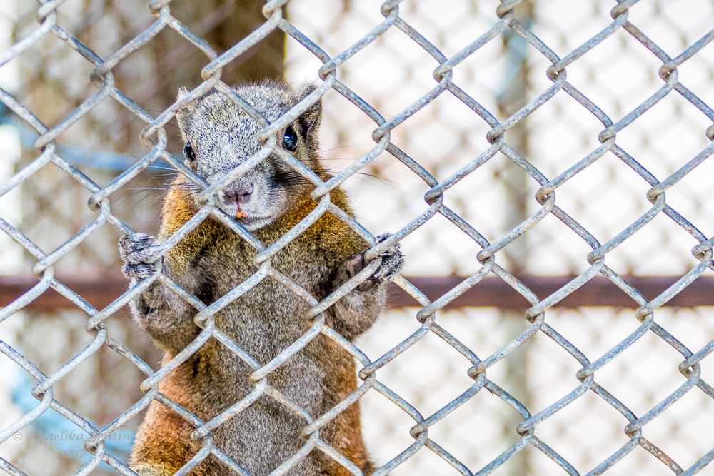 Samui Monkey Center
