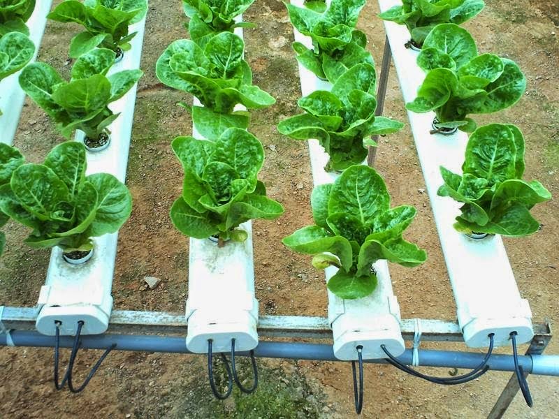 TaniPonik: Hidroponik. Apa Itu Hidroponik?