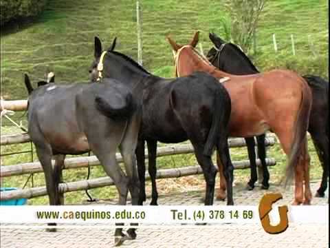 Hola, Sopetrán.: El ganado Mular.