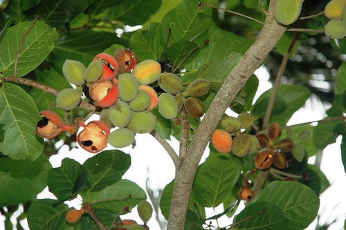 Agropecuaria Dominicana: Almendra