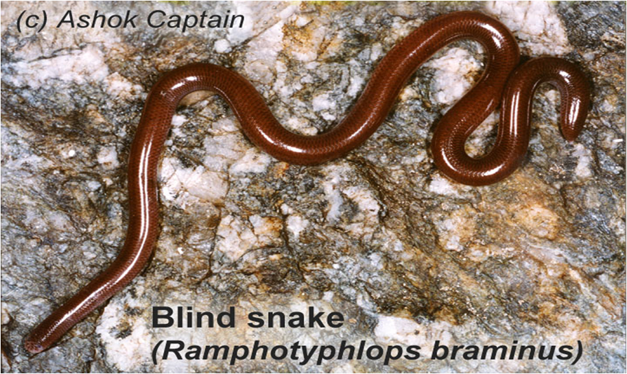 Dentistry and Medicine: Snake Bites Types,Diagnosis and Management ...