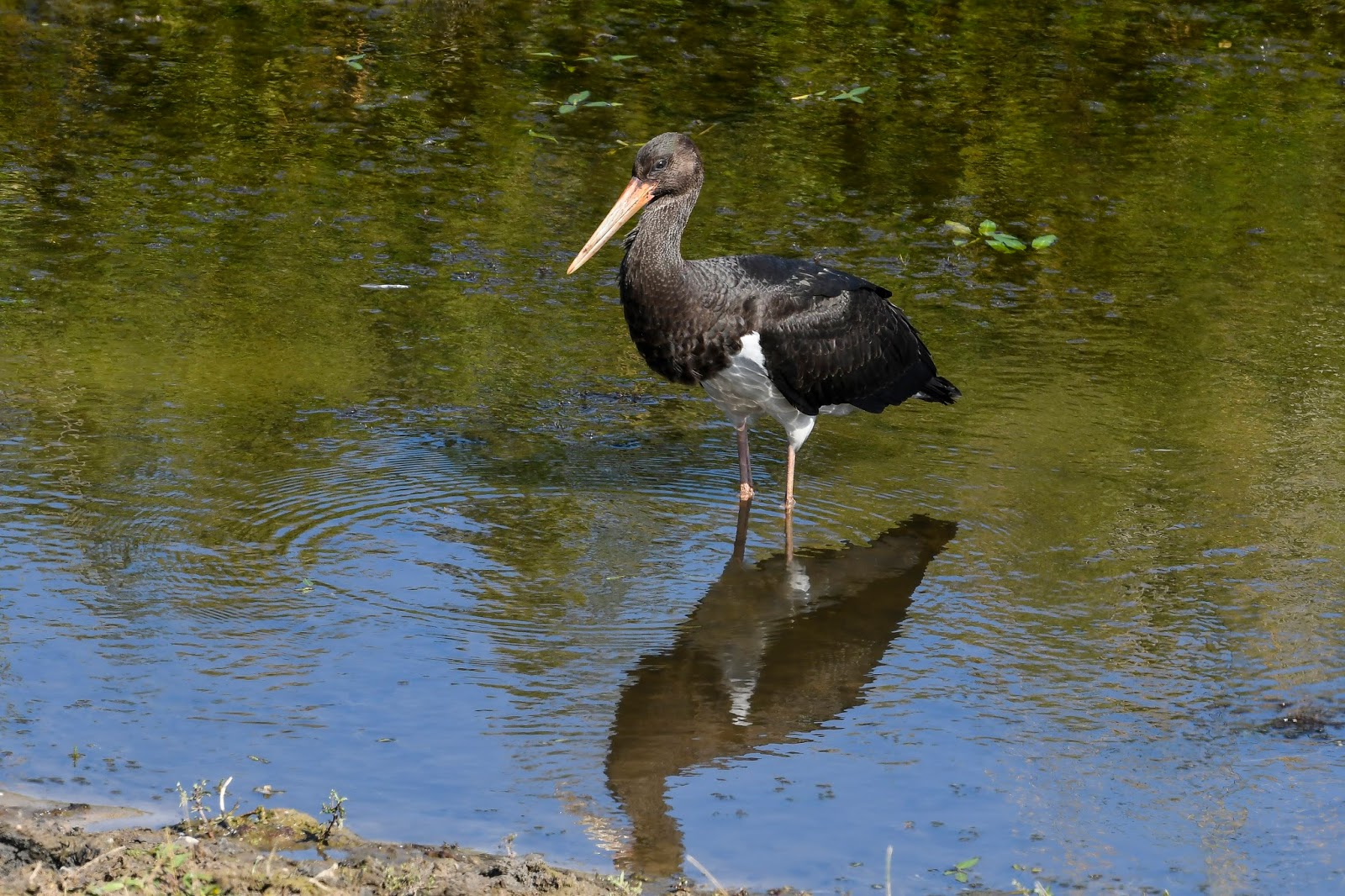 Snatur-bloggen: Sort stork trak sydpå til Sydlangeland den 30. august 2016.