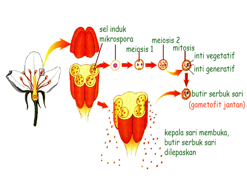 Pembuahan Ganda ~ Wartos Biologi