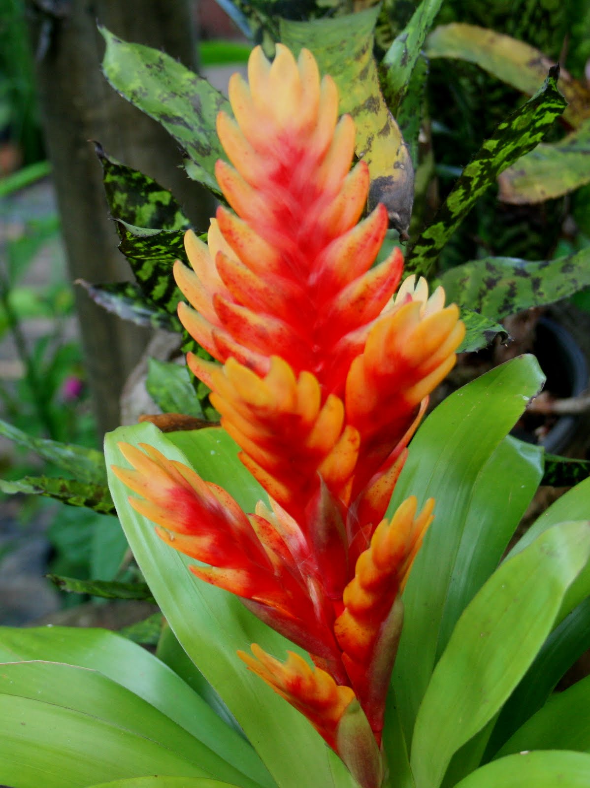 Bromeliads "My Collection": Aechmea, Billbergia,Guzmania, Honey Bird ...