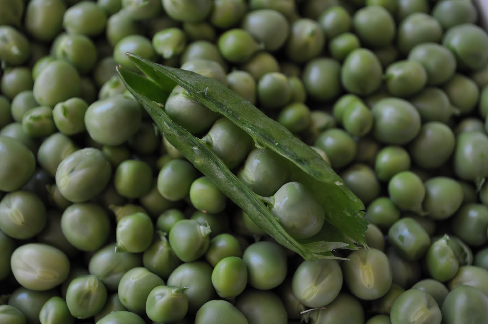 Homemade Lifestyle: More Peas Please!