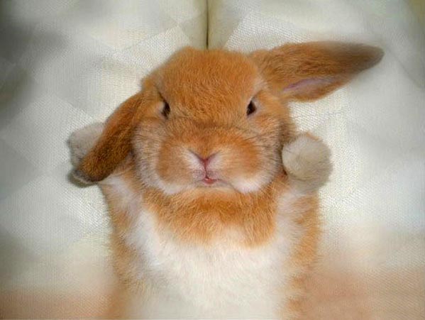 mundo animal: animales tiernos¡