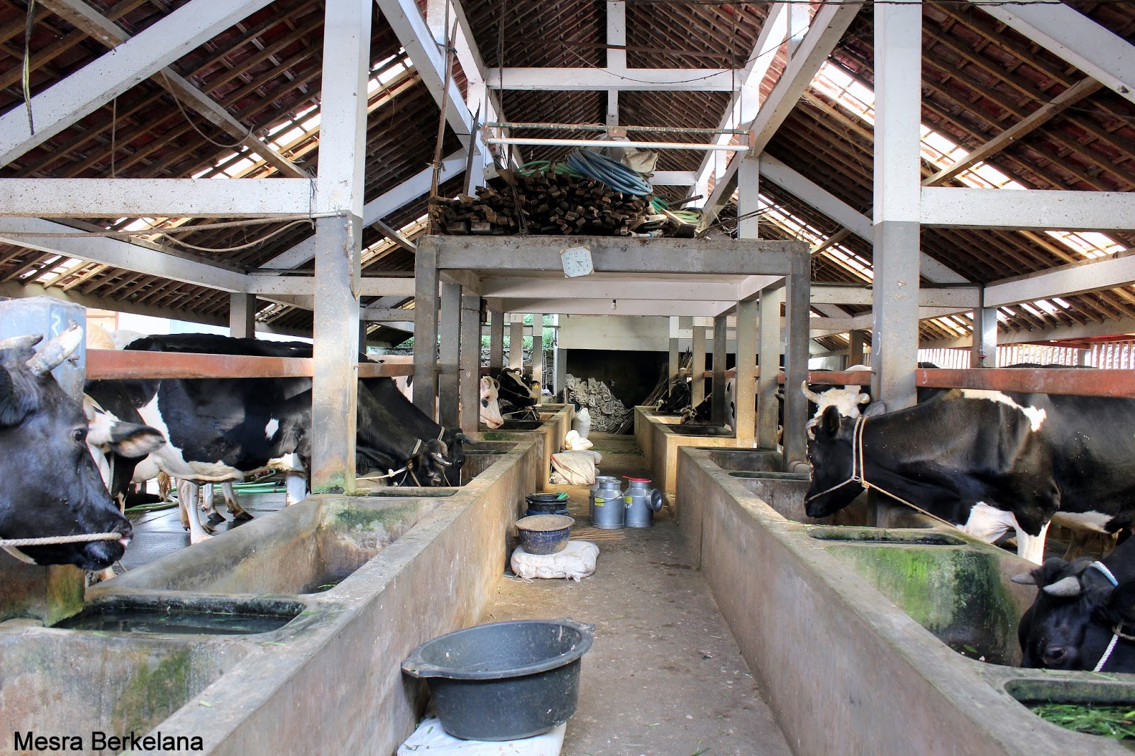 Inspirasi Terpopuler De Sain Kandang Sapi