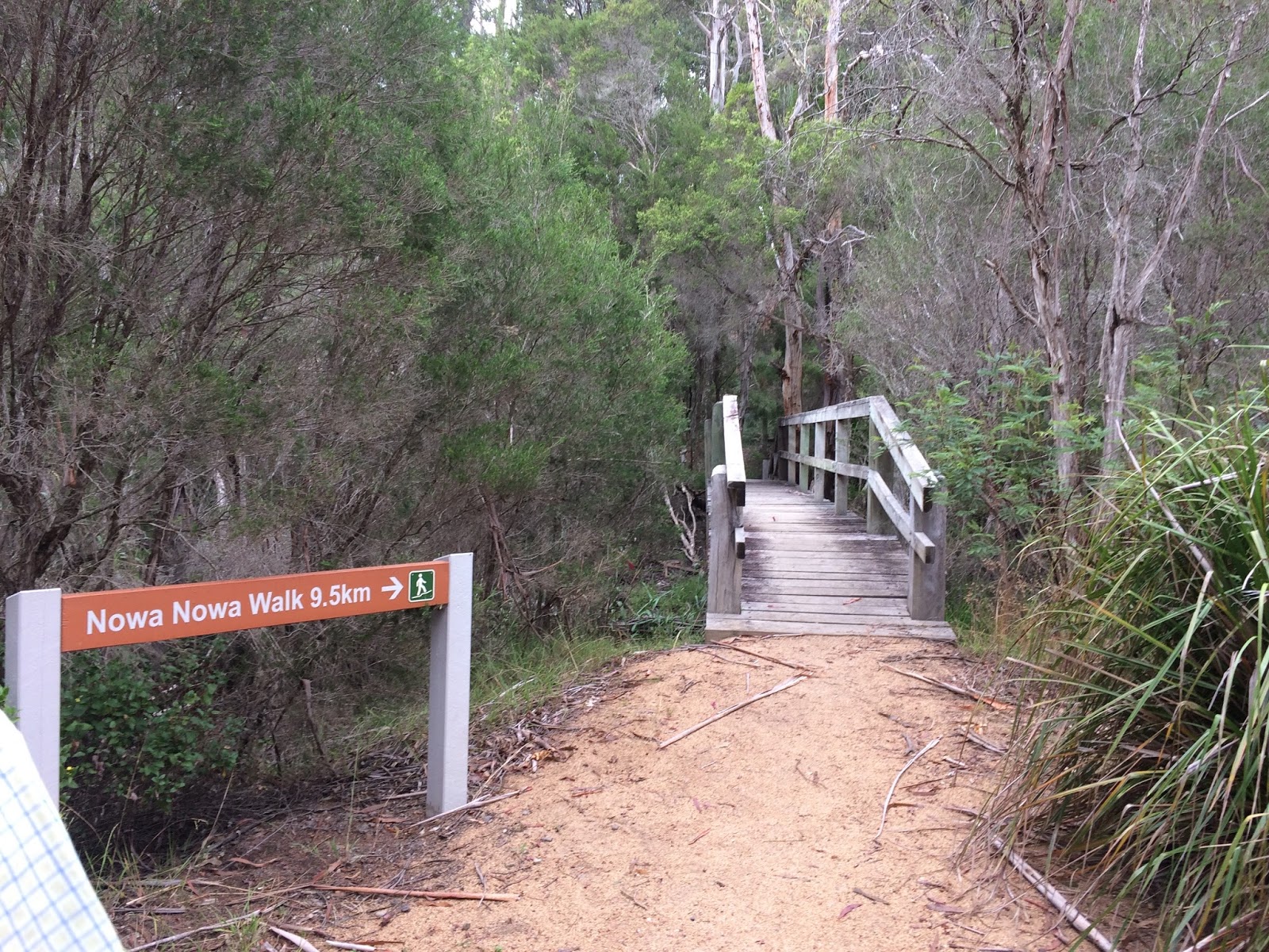 East-Gippsland Birds: Nowa Nowa Birding