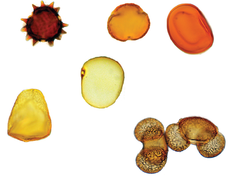 Why Homo sapiens?: Changing Climates: The most likely theory for ...