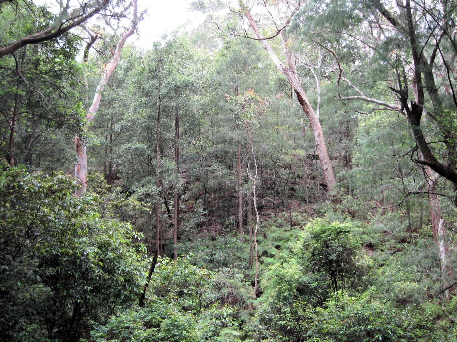 Fairy Dell walk - Springwood | Our Walks