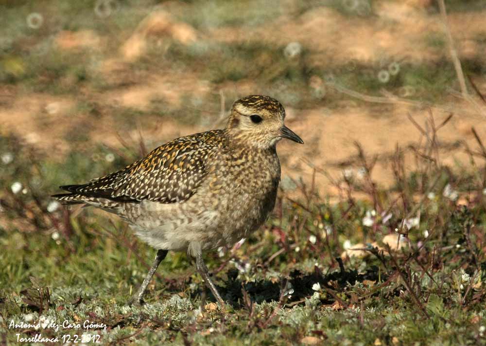 CON ALGO DE SUERTE: Chorlitos dorados