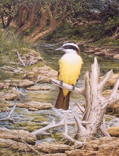 Aves Rosario de la Frontera Salta: Benteveo común, alias "bicho feo ...