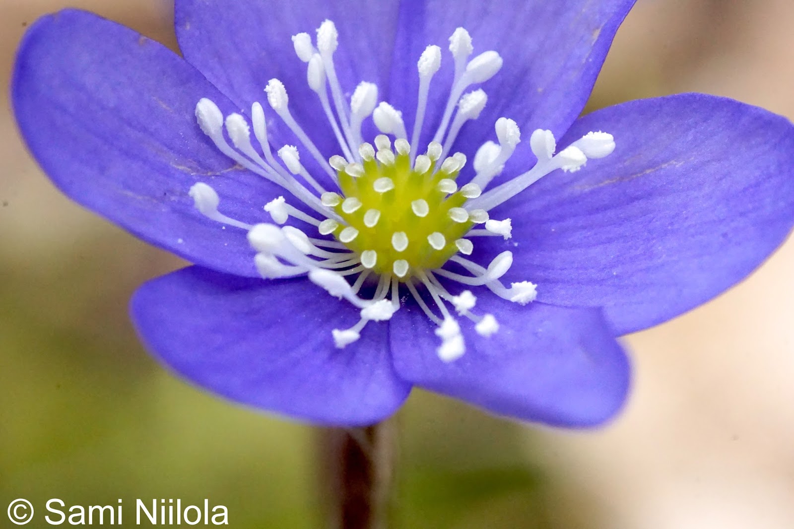 Samin luontokuvia nature photos: SINIVUOKKO Anemone hepatica (common ...