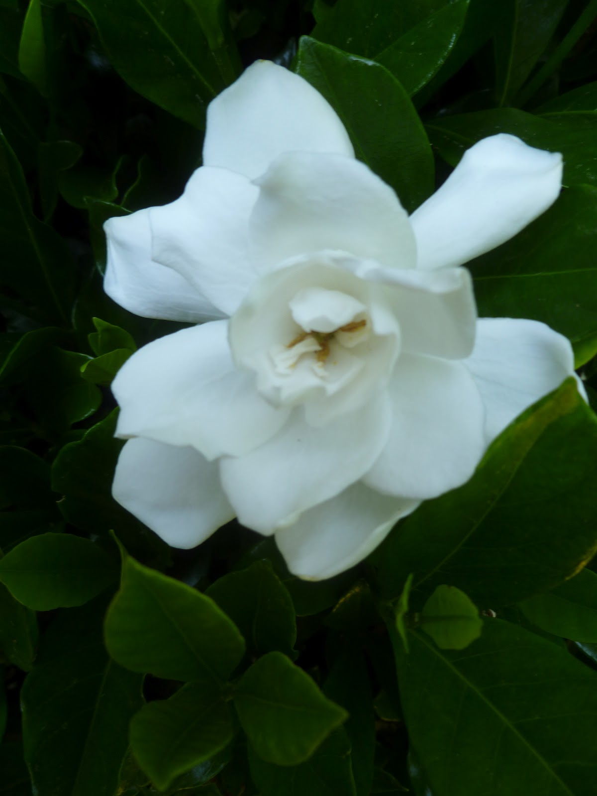 Lindaraxa: Lindaraxa's Garden In May