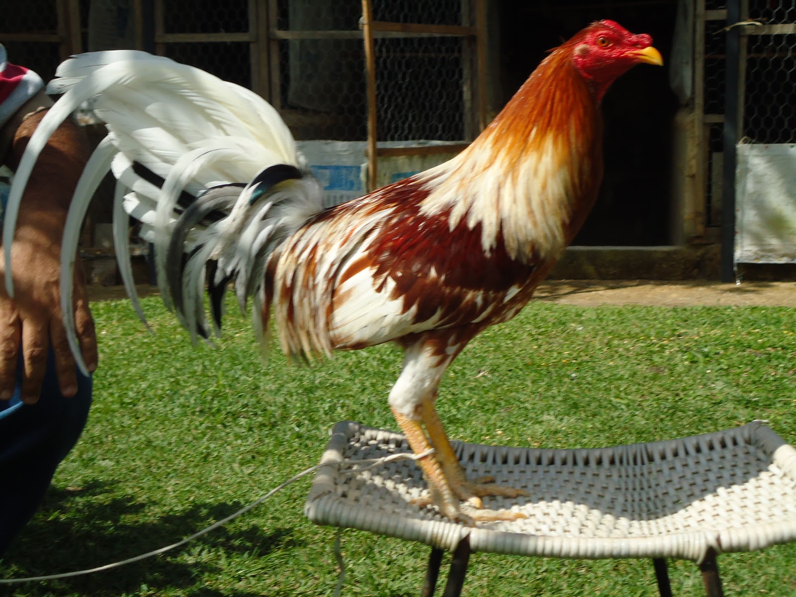 GALLOS FINOS: GALLOS CANAGUAY