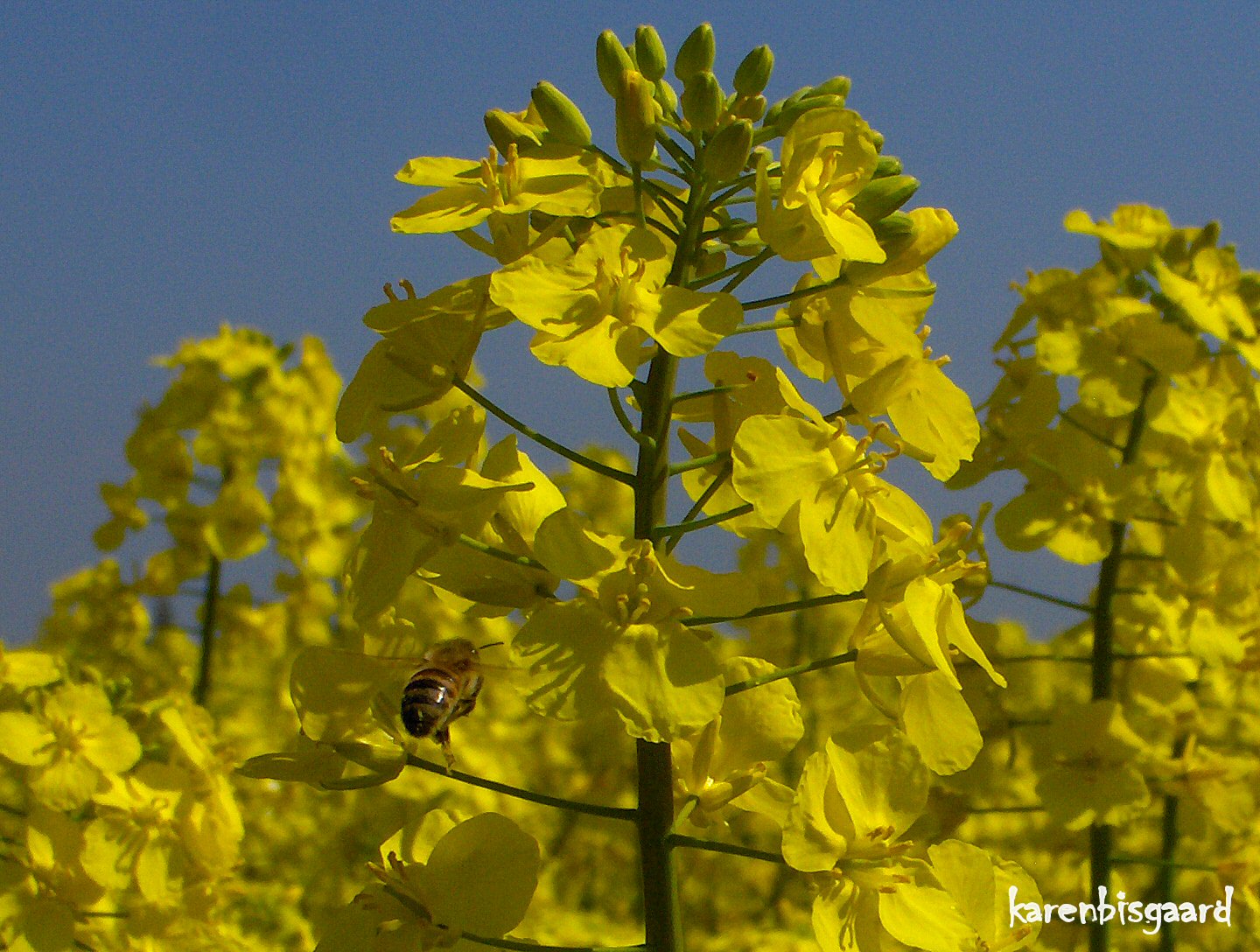 Karen`s Nature Photography: Flying Honey Bee heading towards blooming ...