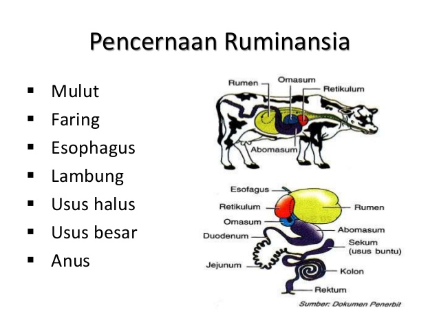 Pencernaan Pada Ternak Ruminansia - Sekilas Peternakan