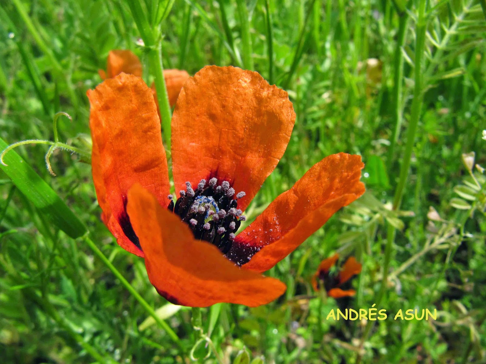 Flores silvestres de la Cordillera Cantábrica: PAPAVERACEAS - Papaveraceae