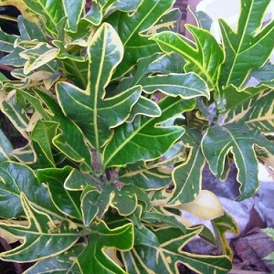 Tanaman Puring (Codiaeum variegatum) - Ganesha Flora Bali