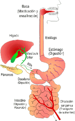 ¿Qué es la digestión?