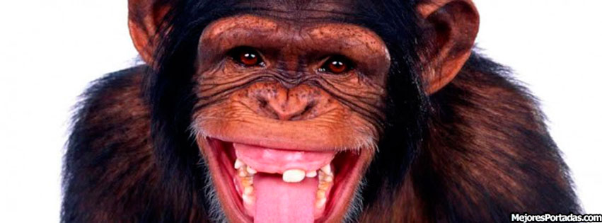 Fotos de monos graciosos para FaceBook - Imagui