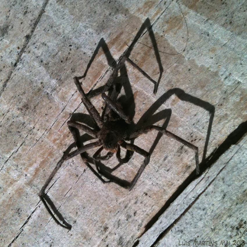 Insetologia - Identificação de insetos: Aranha Armadeira no Rio de Janeiro.