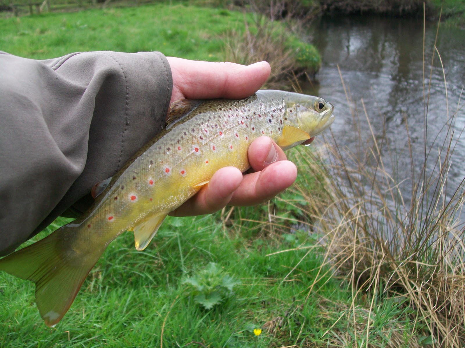 Angling and Dramming: A spectacular Grannom Hatch on the Wye