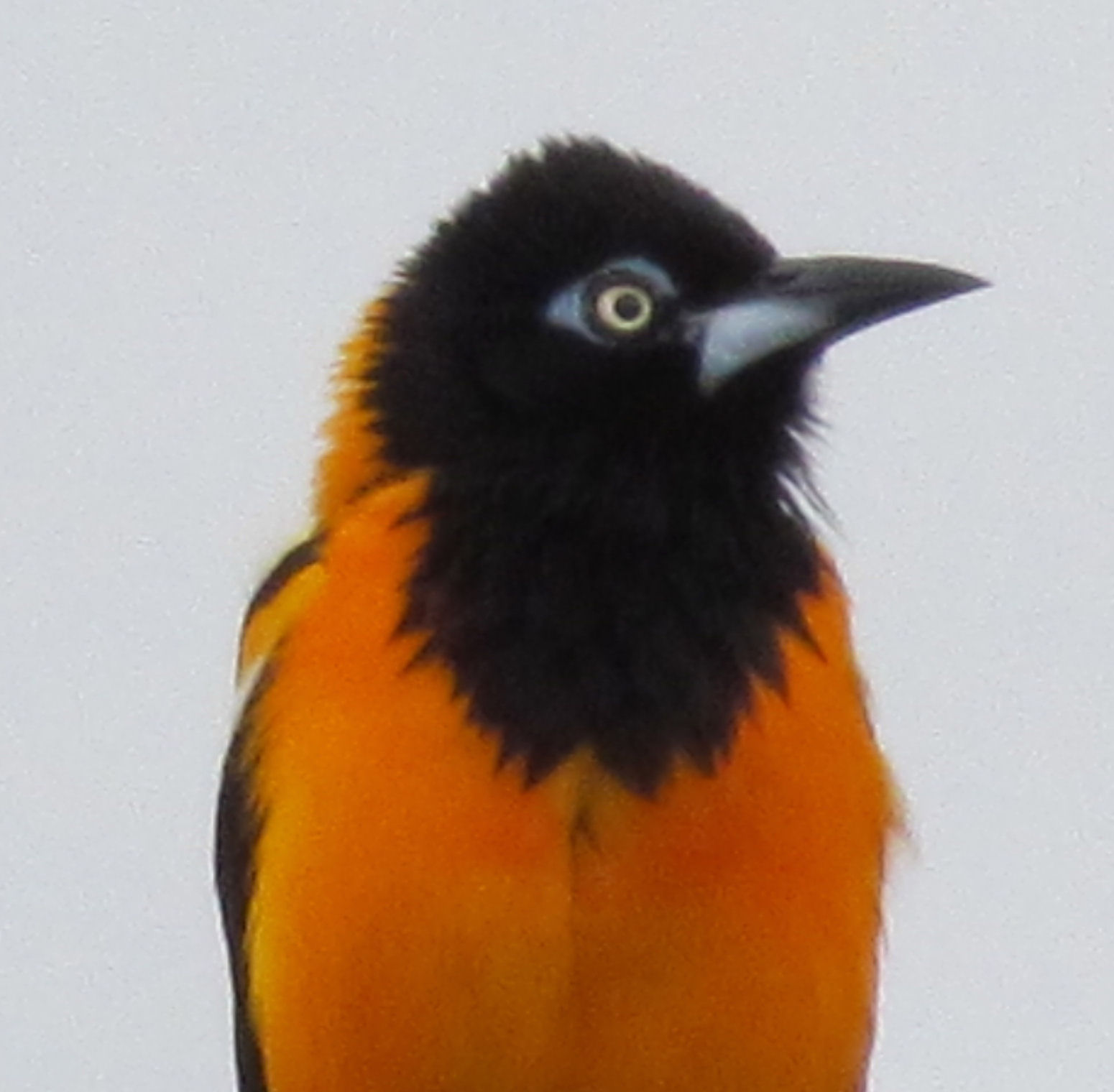 Foto Blog Puerto Rico: Turpial 2