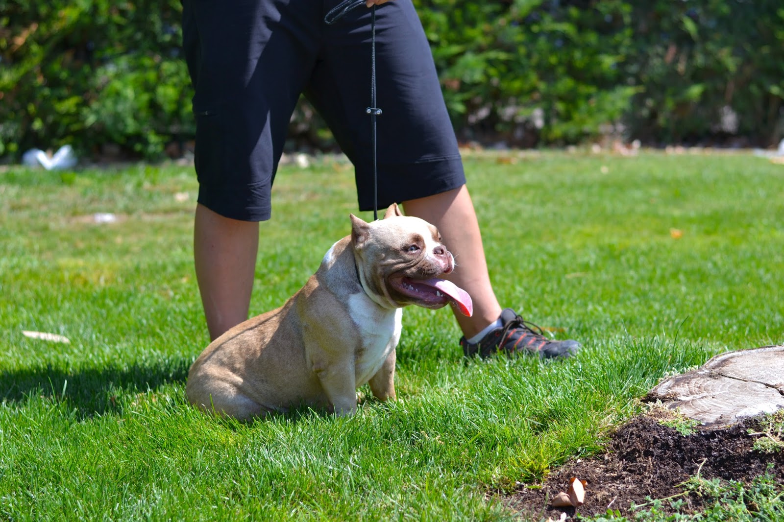 Cria y Seleccion del American Bully: Producciones