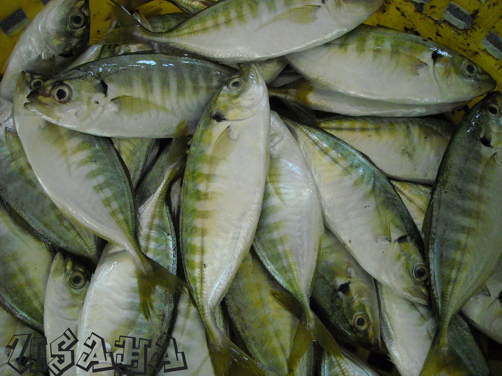 Usahasama Anak Anak Yatim (USAHA): Ikan Selar Hijau