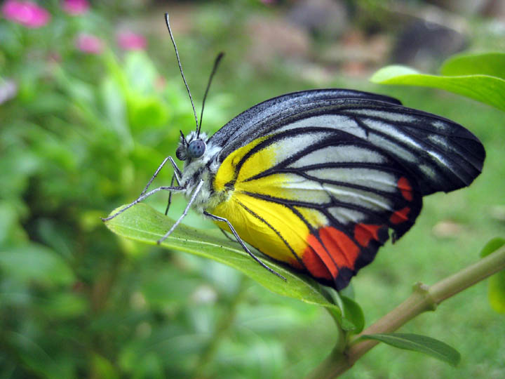 S T i l e T To: Madagascar Periwinkle - Butterflies' Favourite
