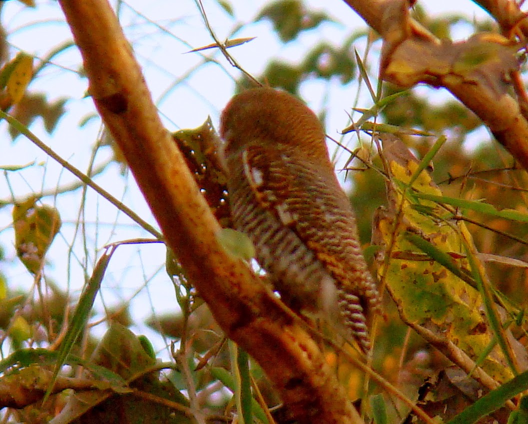 Friendly Neighbourhood Birders: 26. Jungle Safari in the Tadoba Andhari ...