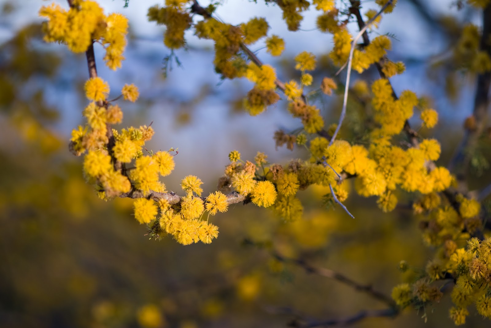 FOTOGRAFIAS DE LA FLORA AUTOCTONA DEL URUGUAY: ESPINILLO