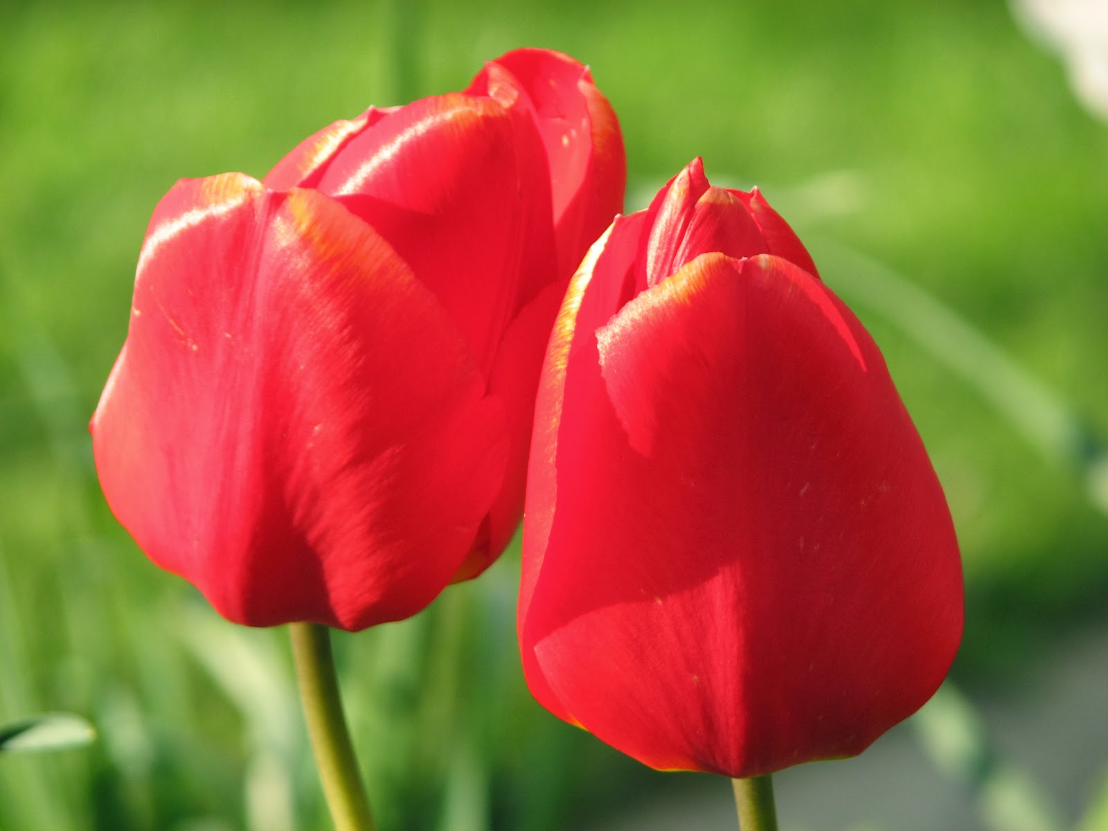 Flower Homes: Tulip Flowers