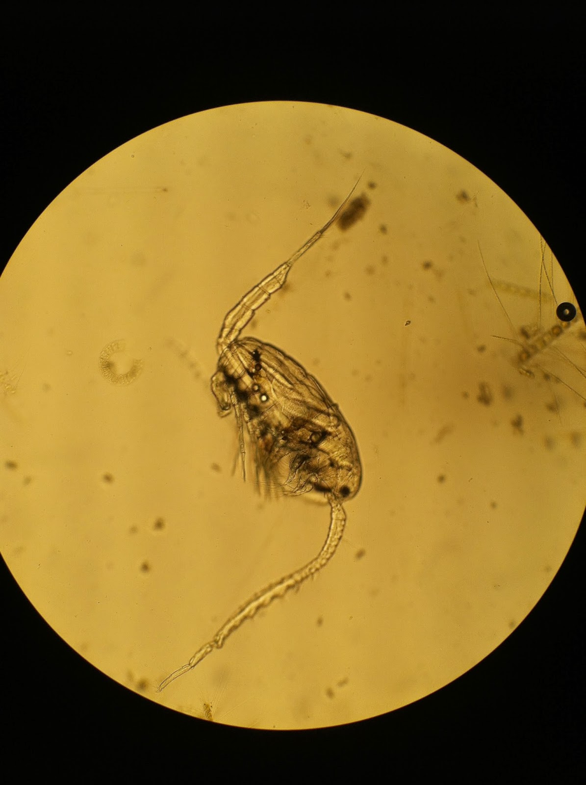 Promoting Research Investigations in the Marine Environment: Peter ...