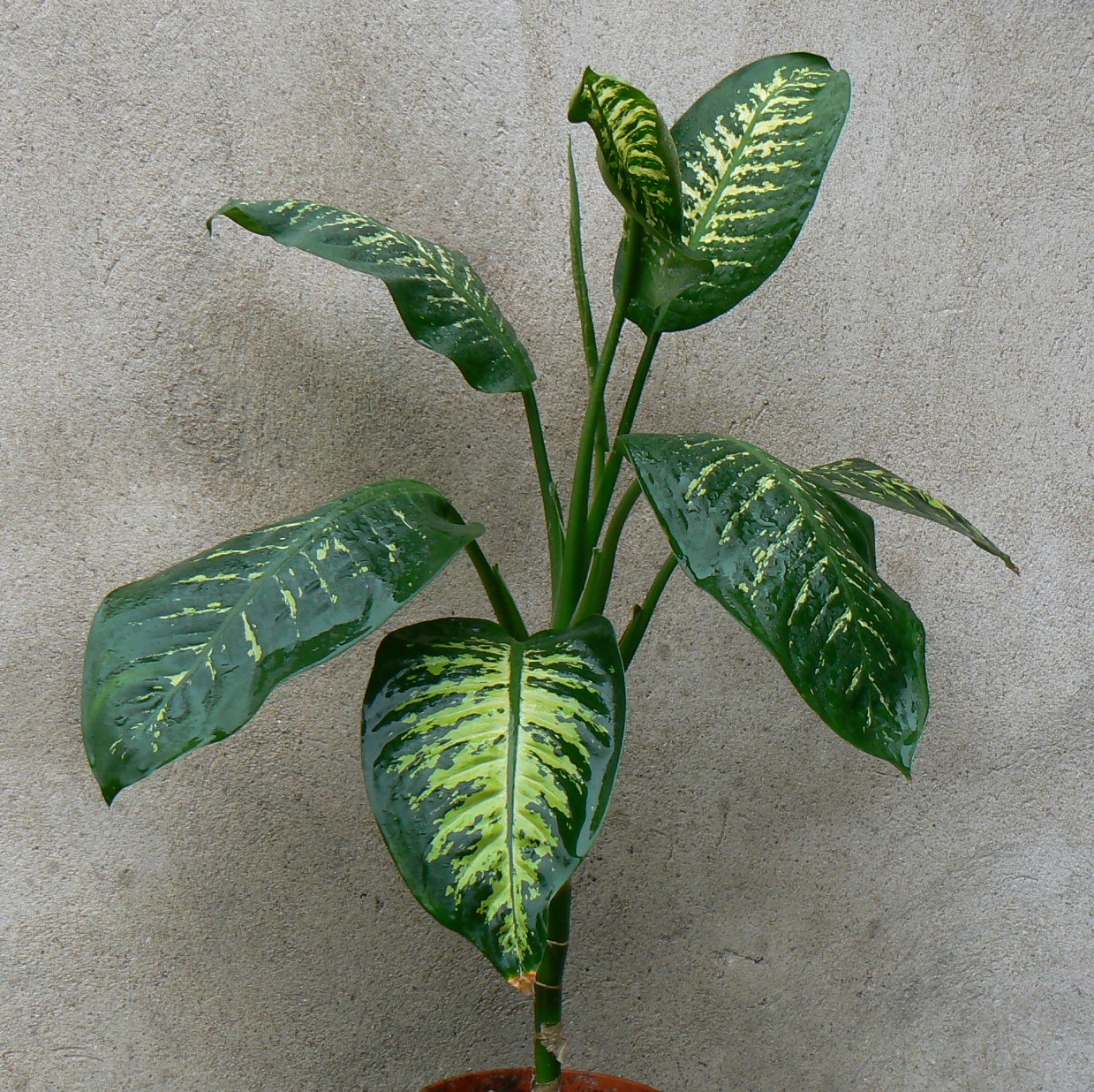 Pelargonium: Difenbachia