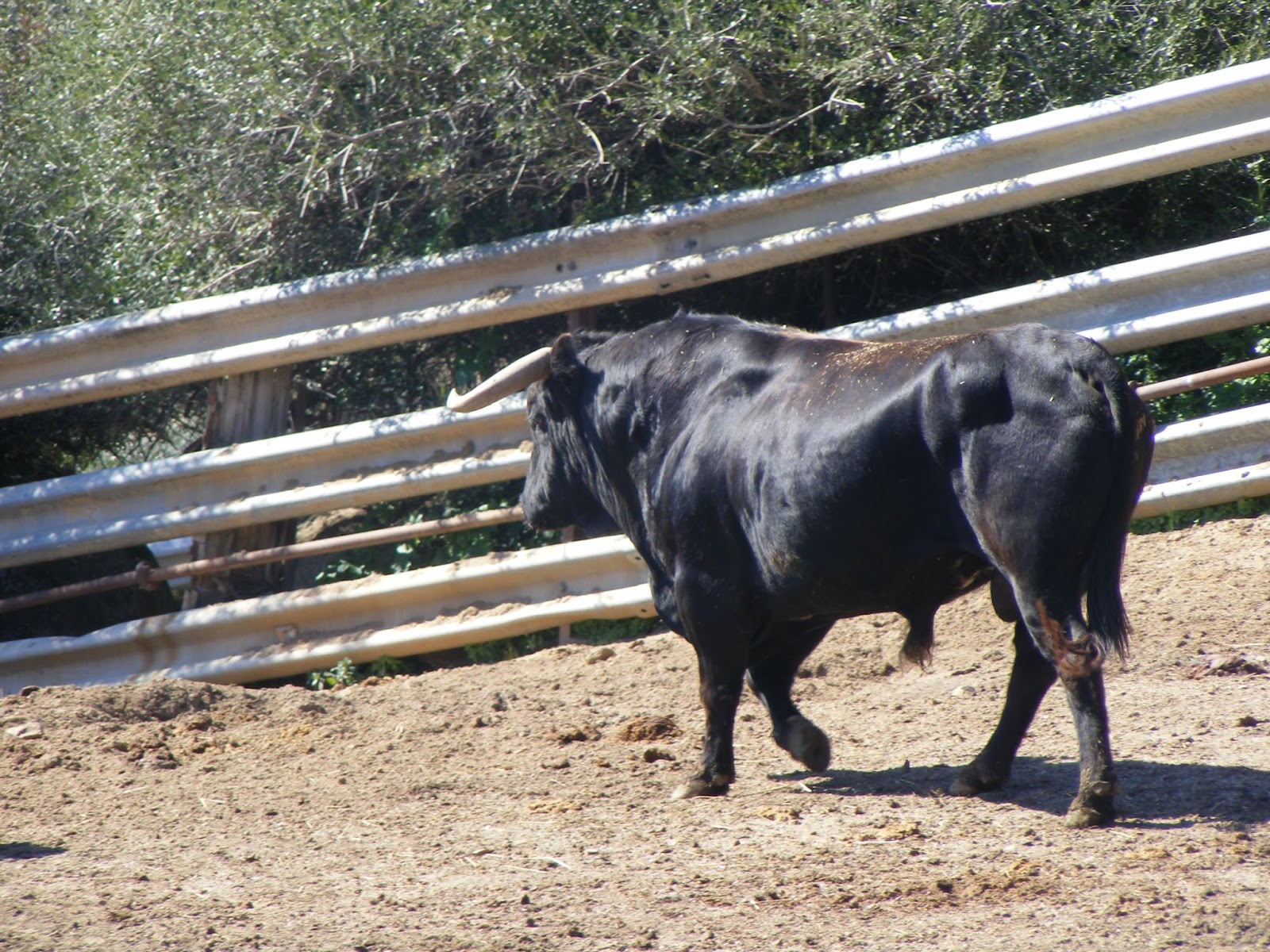 DE CATAFALCO Y ORO: LA VACA “MIRITA” DE LA GANADERIA DE D. GREGORIO ...