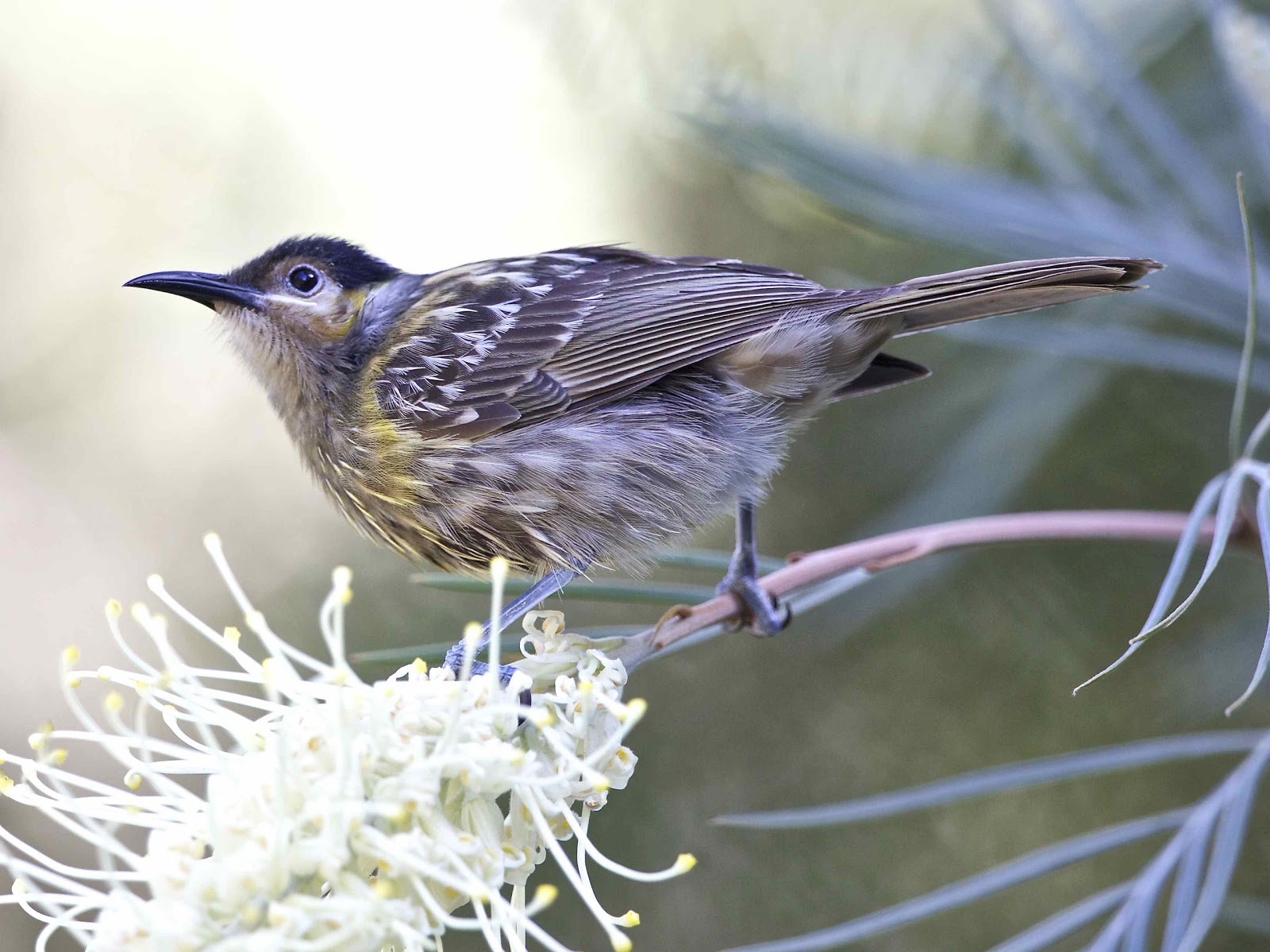 Avithera: Double-eyed Fig-Parrots and some Queensland endemic honeyeaters