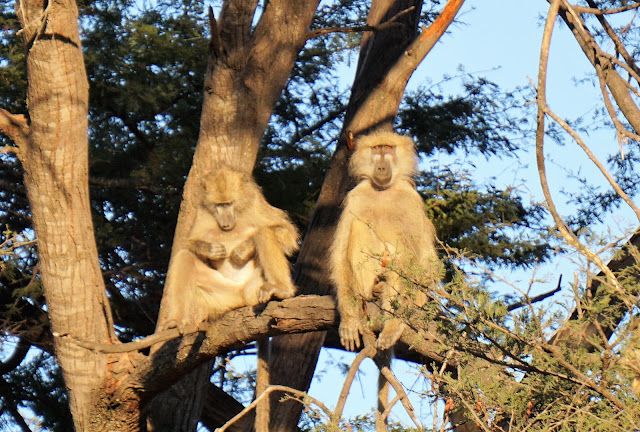 Souvenir Chronicles: ZIMBABWE: HWANGE NATIONAL PARK