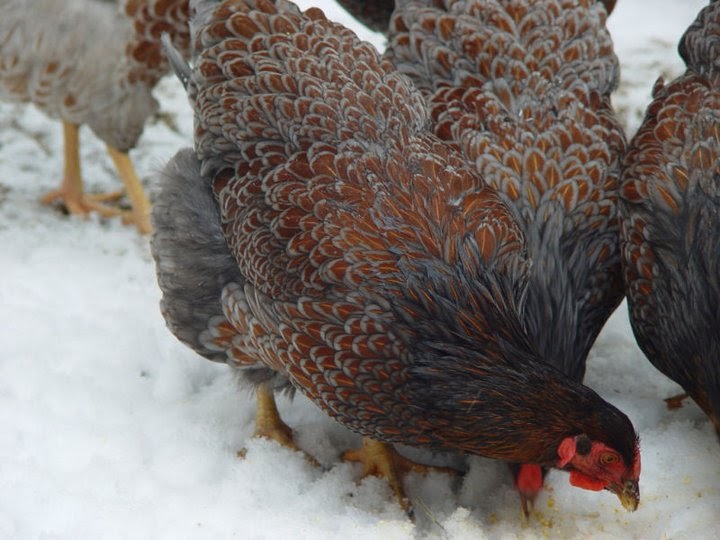 Freckled Citizen: Chicken Watch!