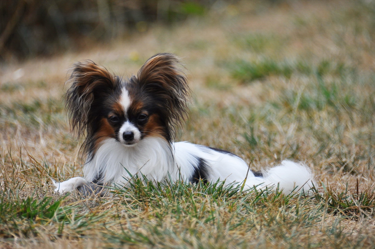 Road's End Papillons : 1 Year old Papillon Girl