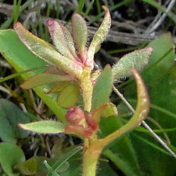 Slatsz' plant photo-biography: Micranthes nidifica, peak saxifrage ...