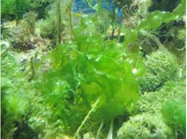 "Bloggerque IzzaFrizza": MAKRO ALGA DI LAUT KONDANG MERAK