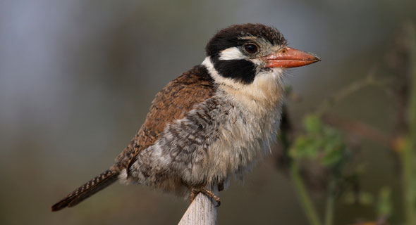 Vamos falar do Cerrado?: Fauna do Cerrado